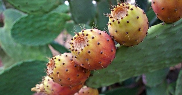 Are Prickly Pears Good for Diabetics? 8 Benefits & Nutrition - Beat ...